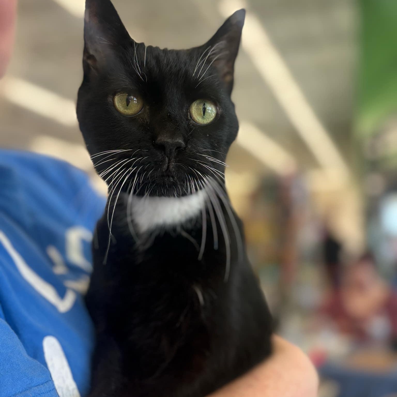 Cat for adoption - Ripley, a Domestic Short Hair in Fairborn, OH ...