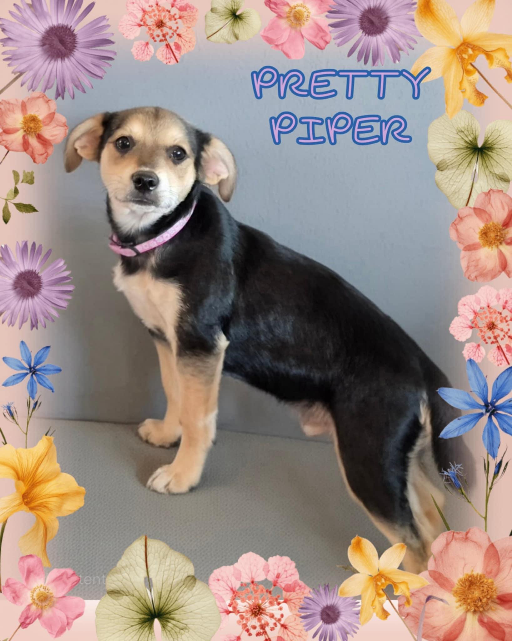 Dog for adoption - Piper, a Beagle & German Shepherd Dog Mix in Grove ...