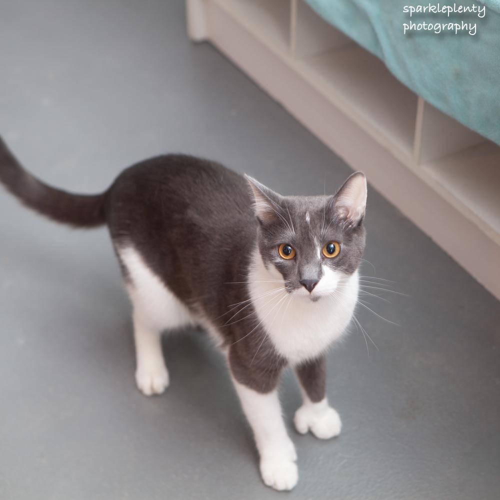 Cat for adoption - Bachi, a Domestic Short Hair in Ridgefield, CT ...