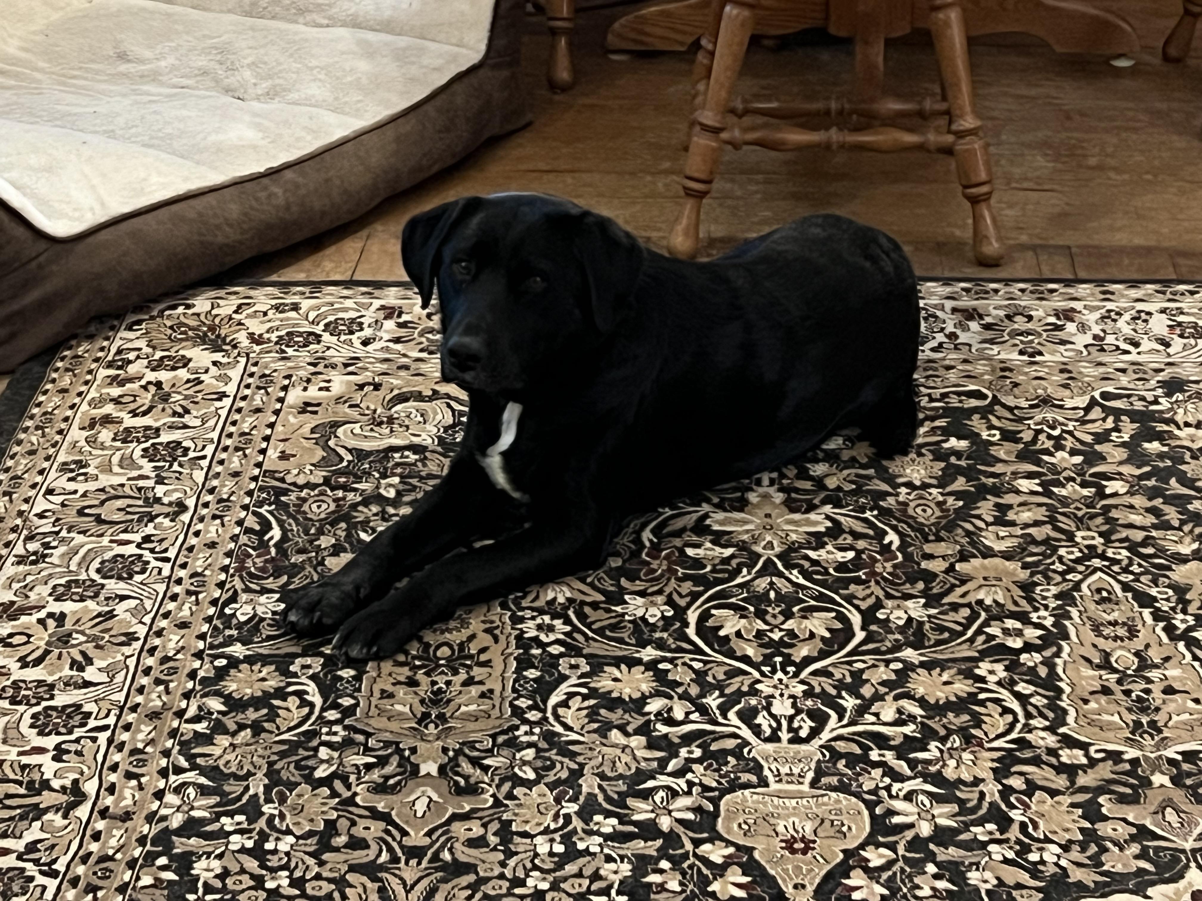 Dog for adoption - Myrtle, a Black Labrador Retriever Mix in West ...