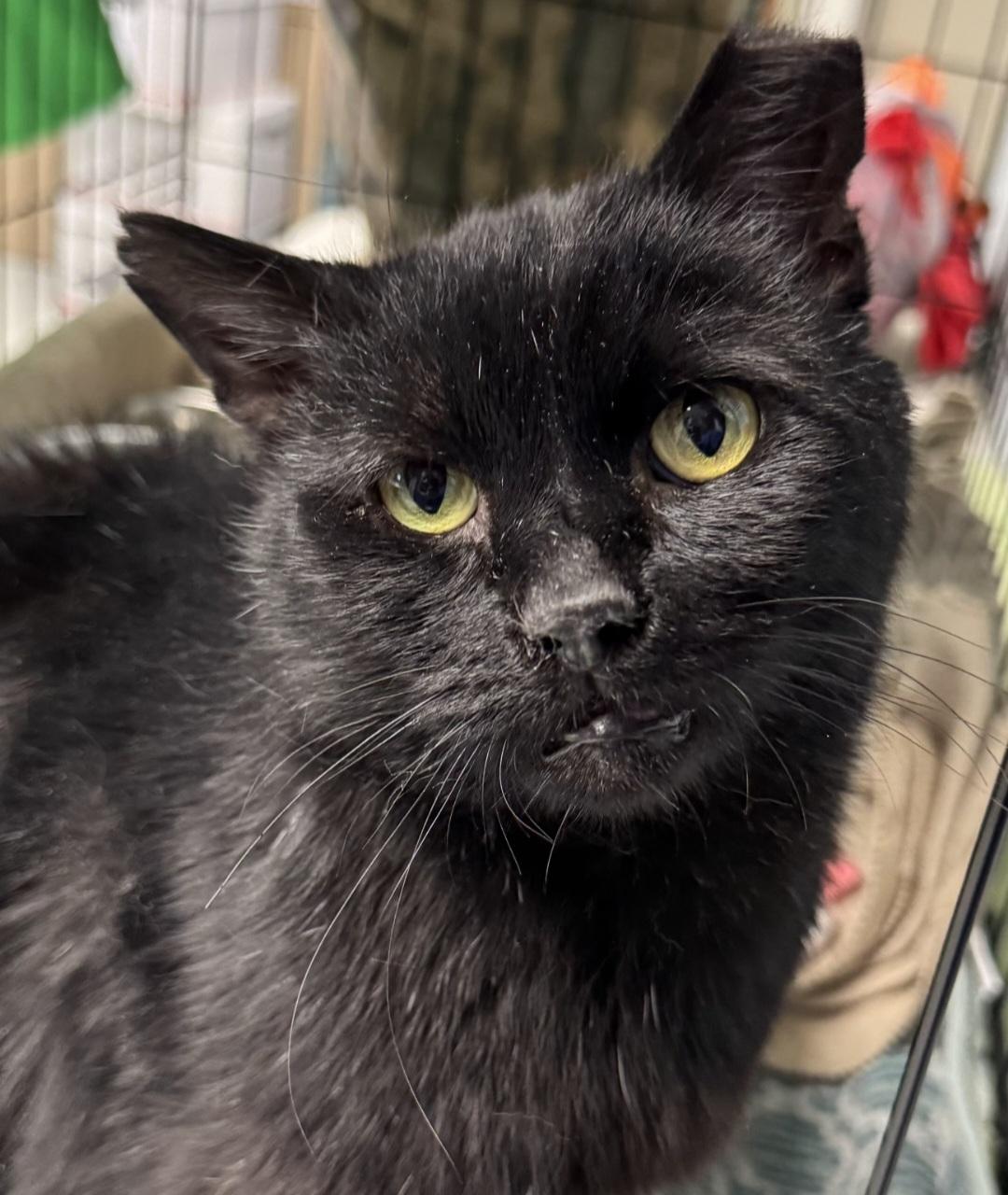 Available Pets - Portage Animal Protective League