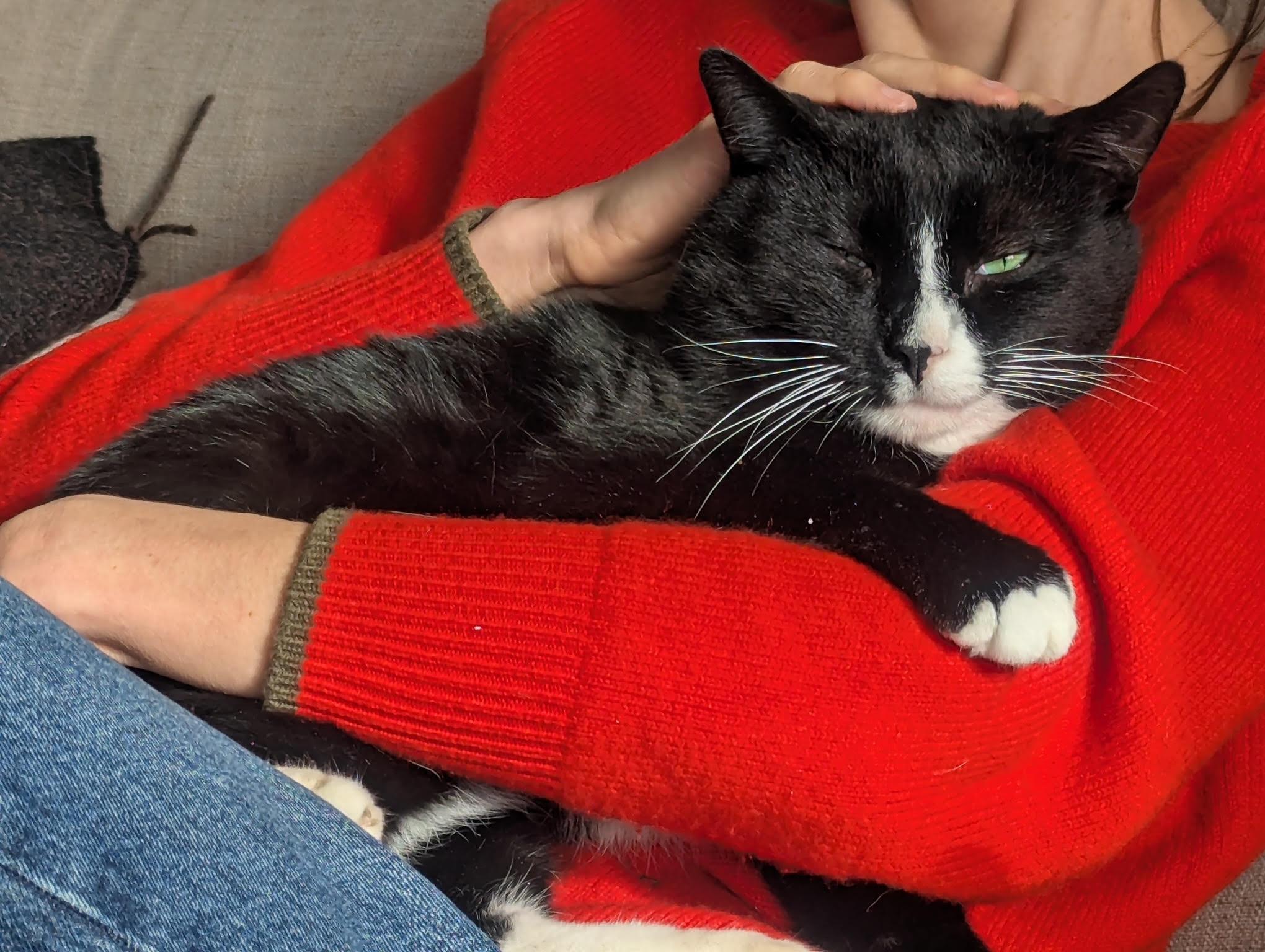 Cat Adoption in Bronx NY - Bronx Tails