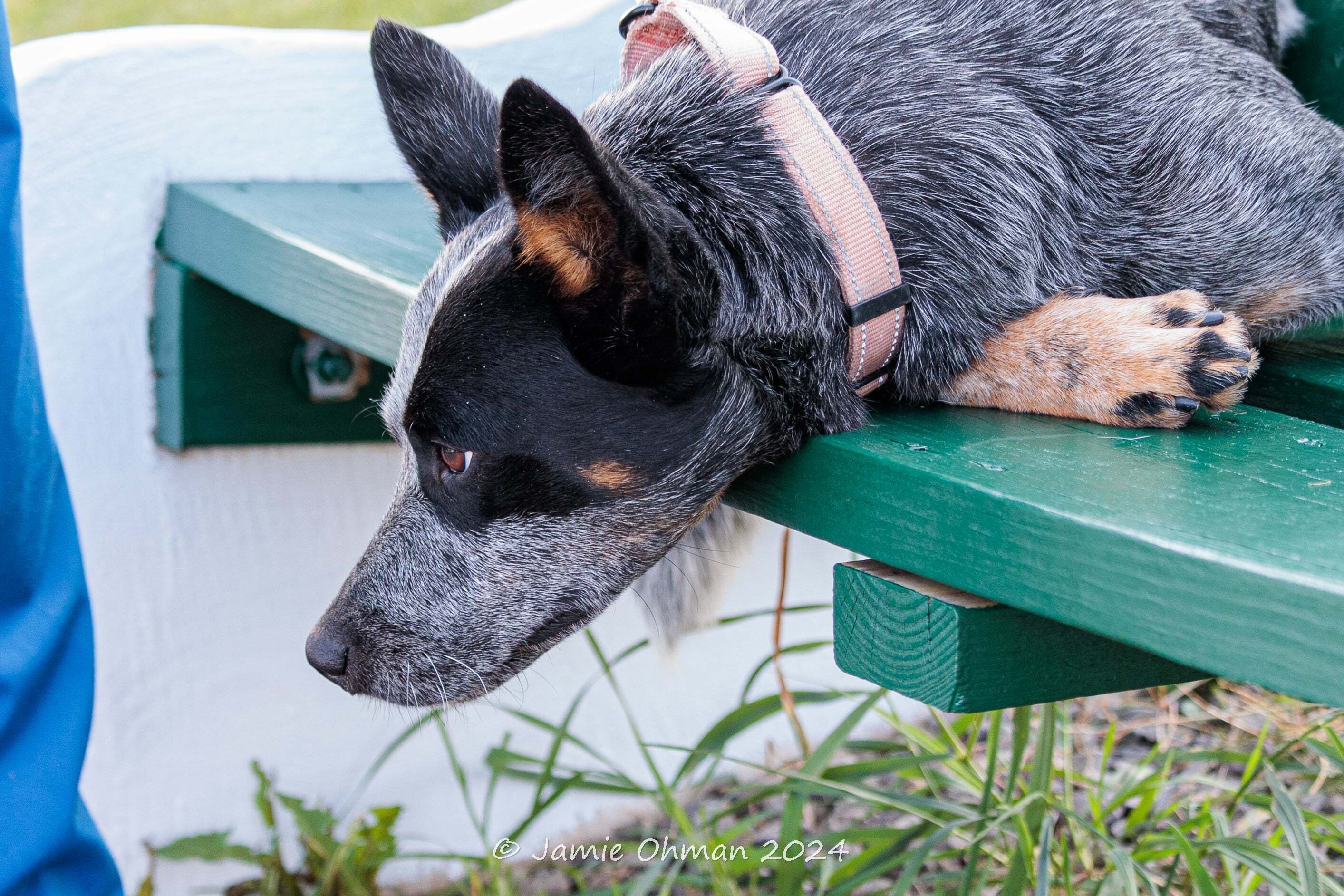Dog for adoption - Archie, an Australian Cattle Dog / Blue Heeler in ...
