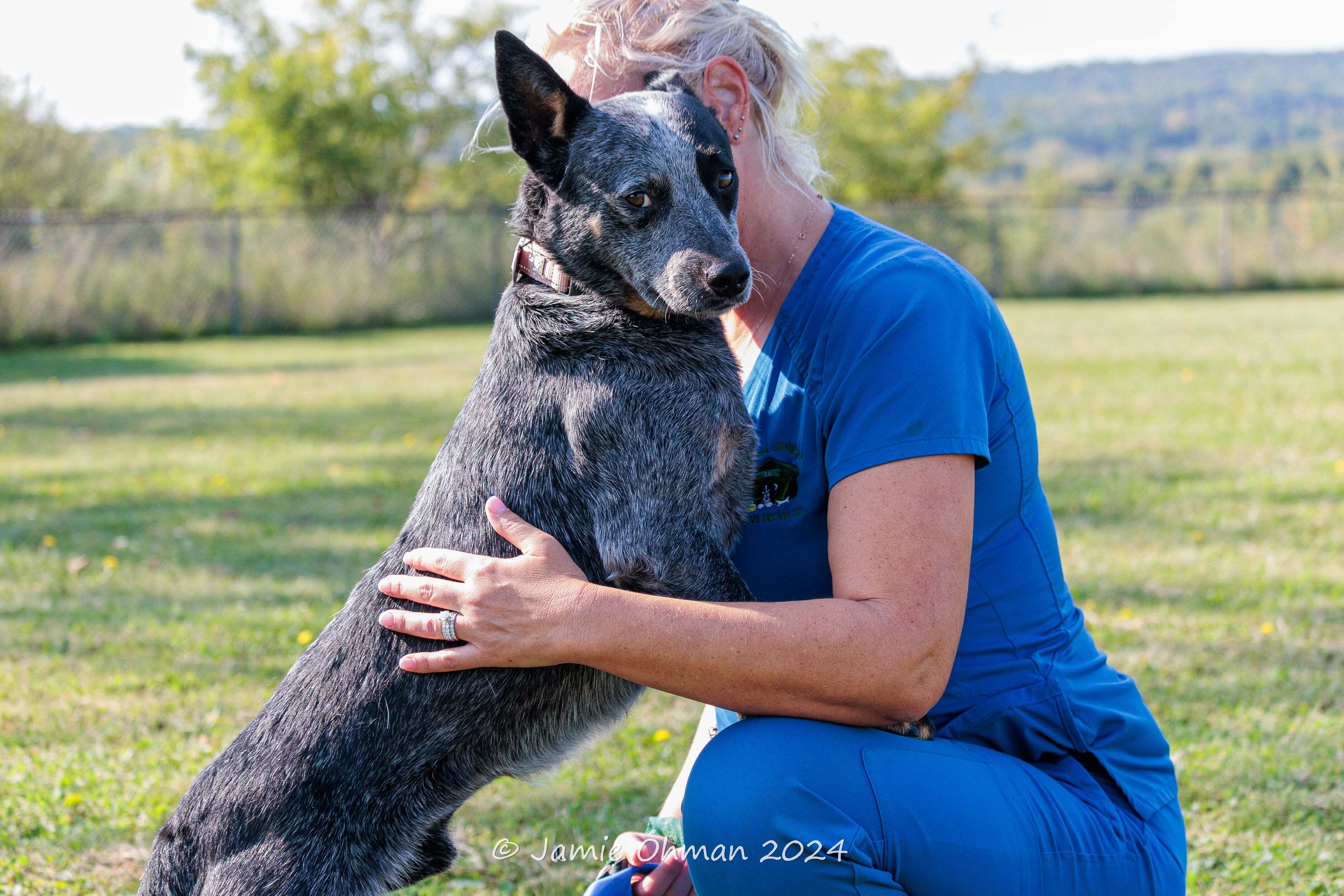 Dog for adoption - Archie, an Australian Cattle Dog / Blue Heeler in ...