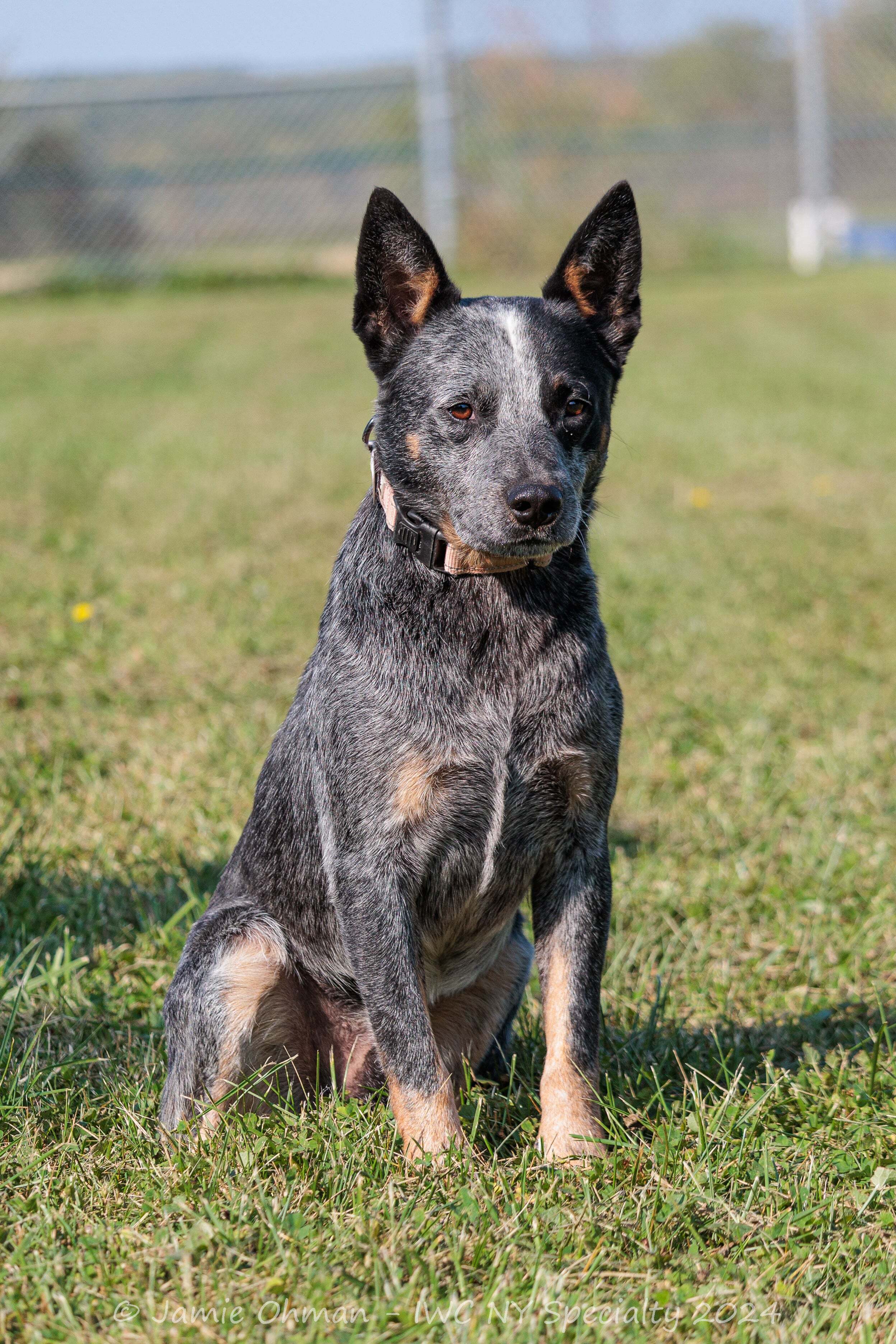 Dog for adoption - Archie, an Australian Cattle Dog / Blue Heeler in ...