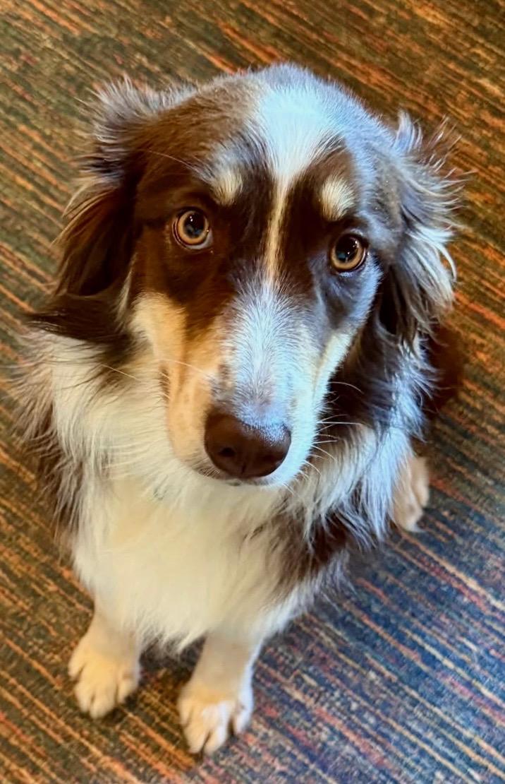 Dog for adoption - ARPH #14668 - "Cherry", an Australian Shepherd in Bryan, TX | Petfinder