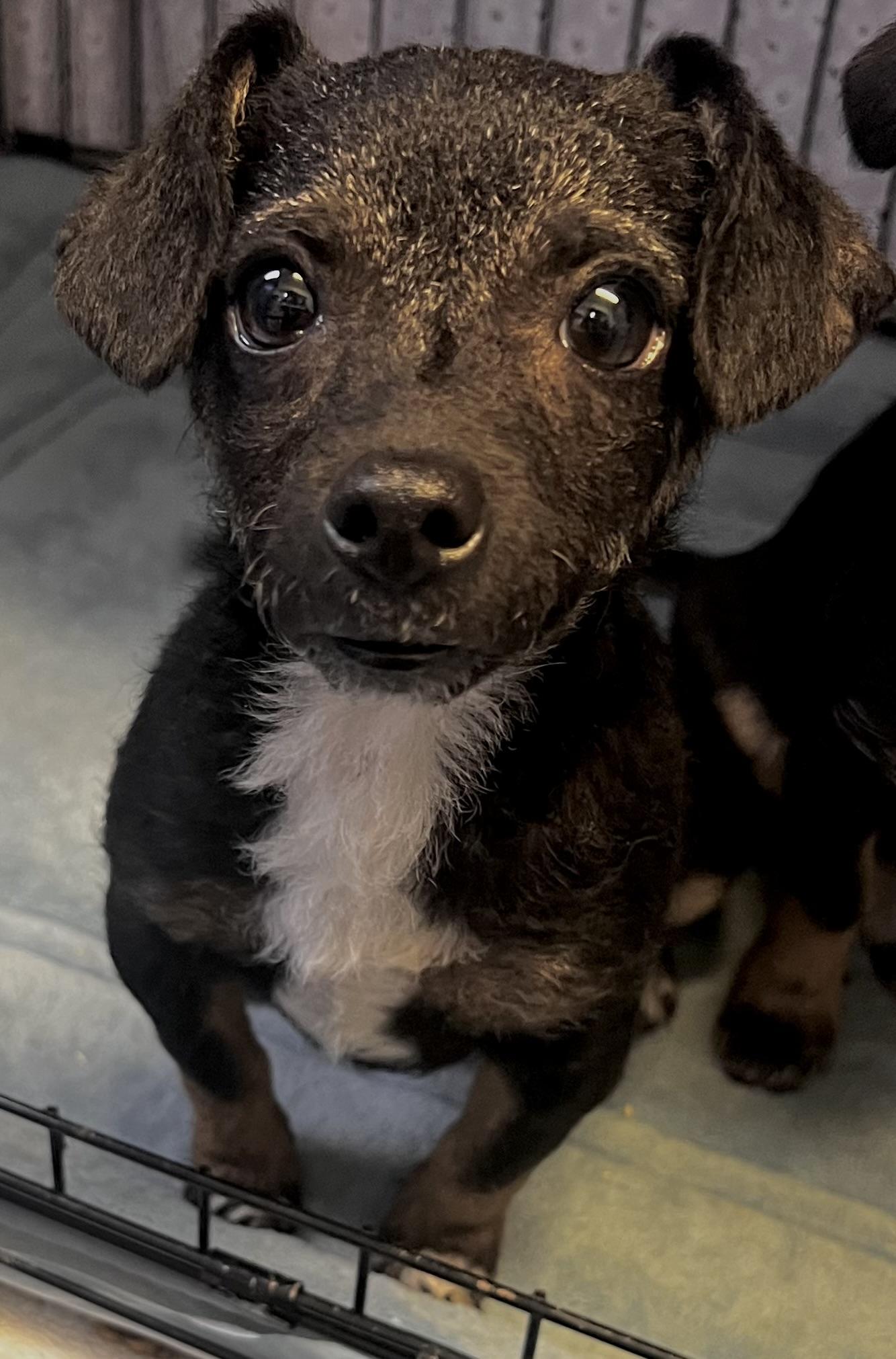 Elsa - Adoptable Pet | Petfinder | Petfinder