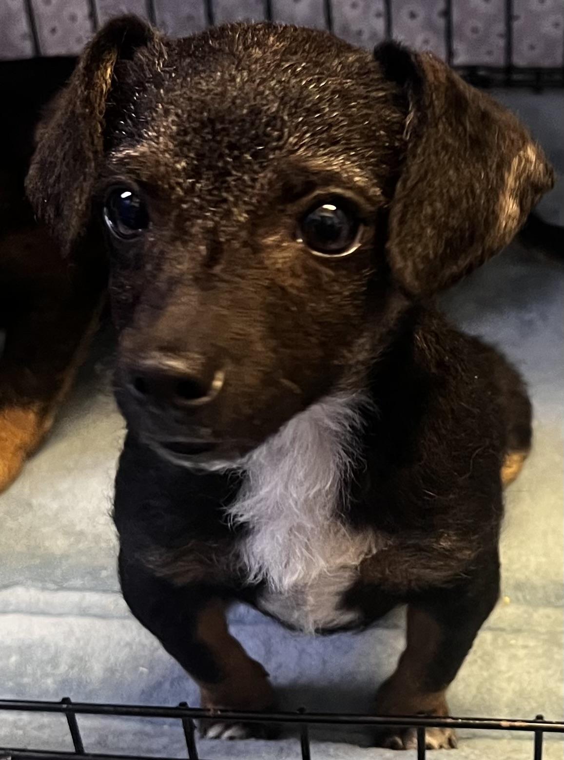 Elsa - Adoptable Pet | Petfinder | Petfinder