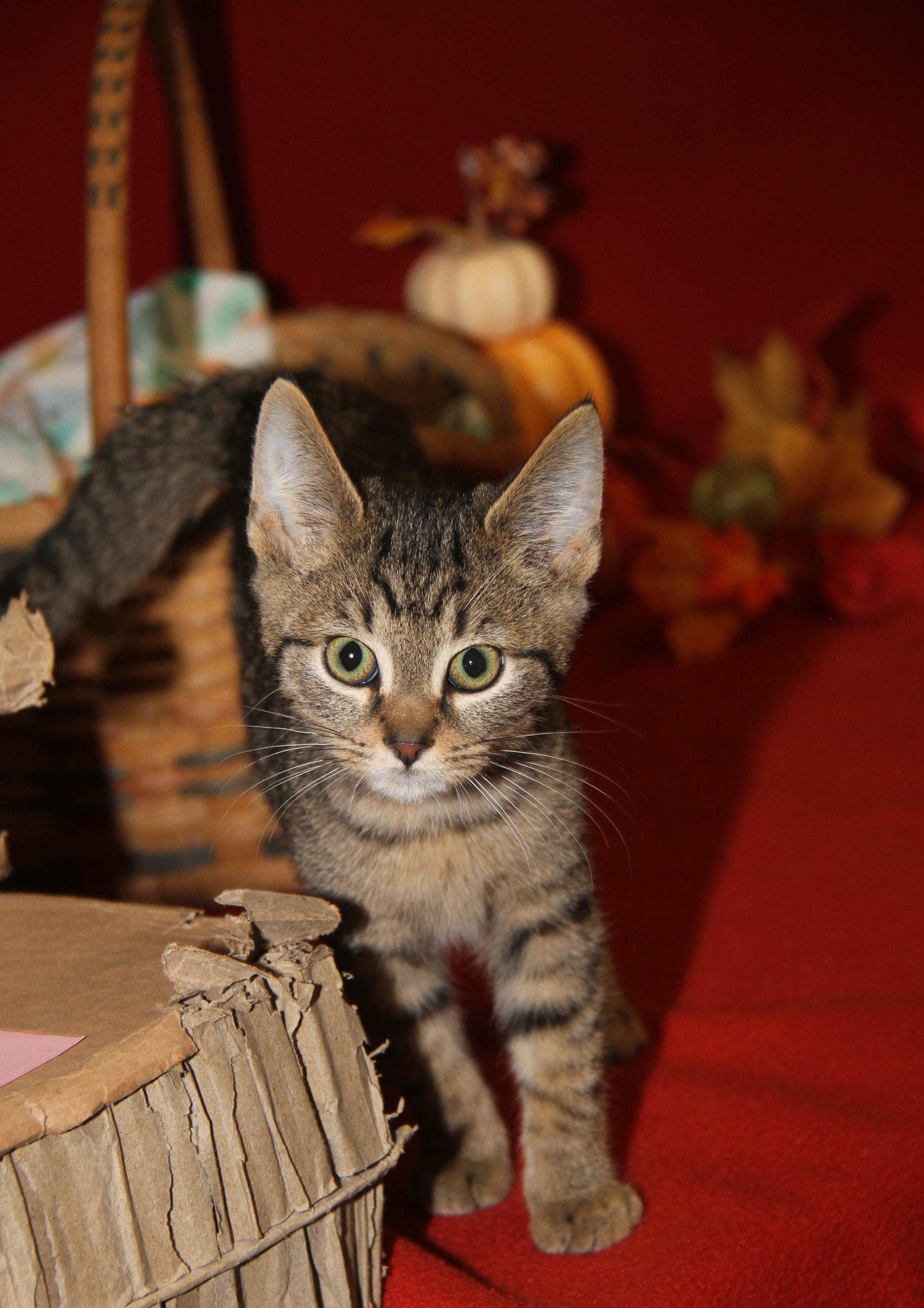 Cat for adoption - Matake (Neutered) (Photos 10/23/2025), a Tabby ...