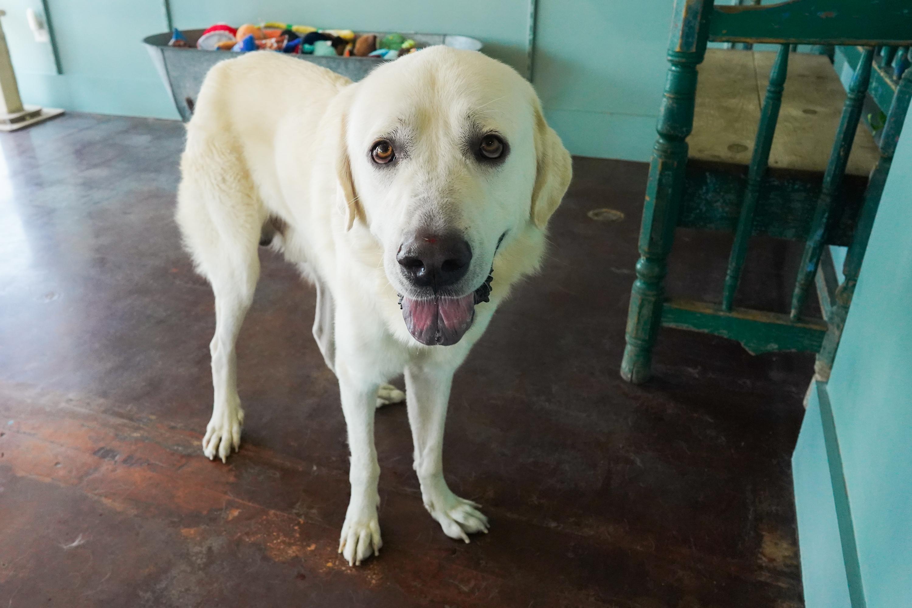 Hurst Animal Control in Hurst, TX