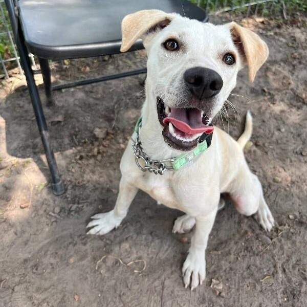 Dog for adoption - Kora the Perfect, a Labrador Retriever Mix in ...