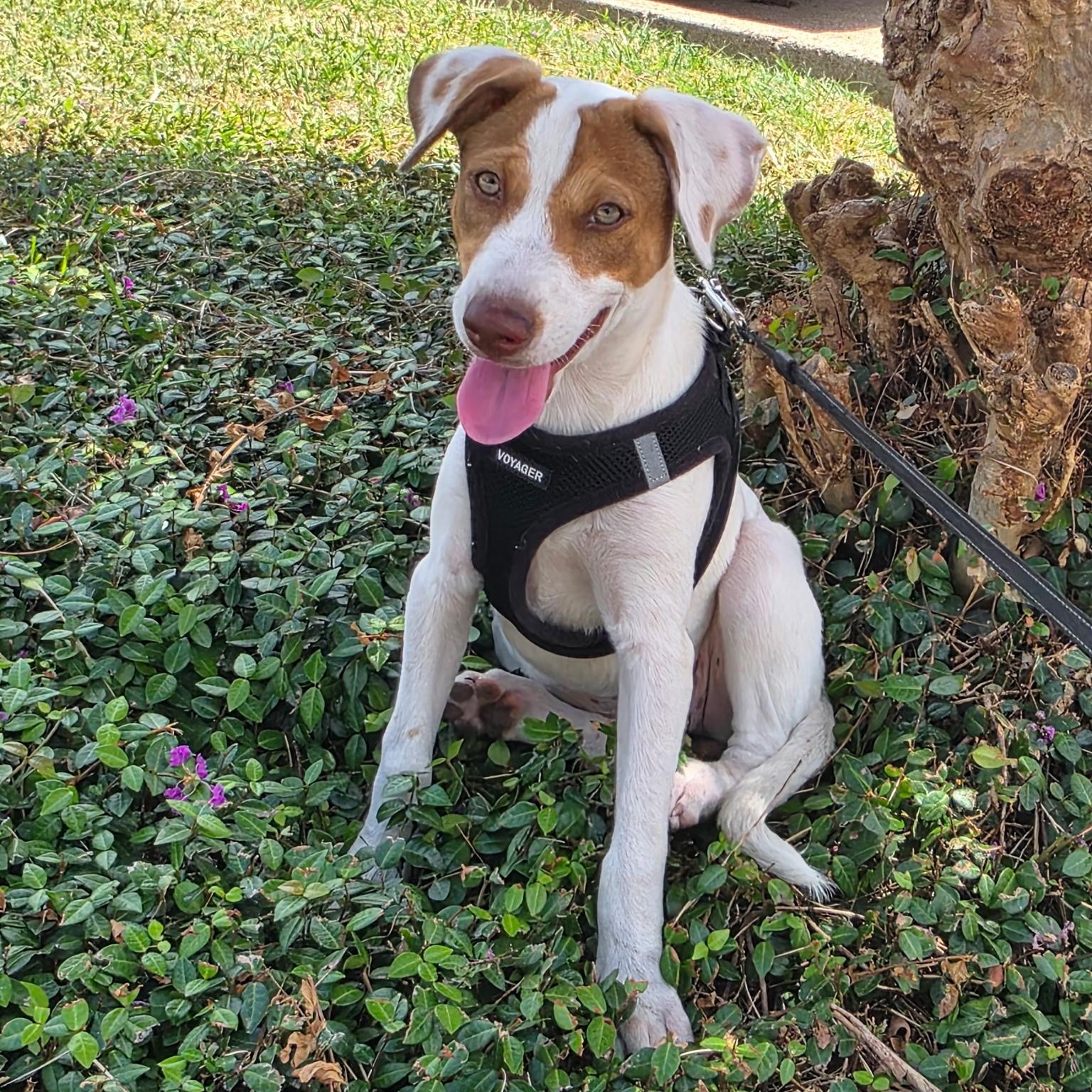 Dog for adoption - Kalania, a Pointer Mix in Colorado Springs , CO ...