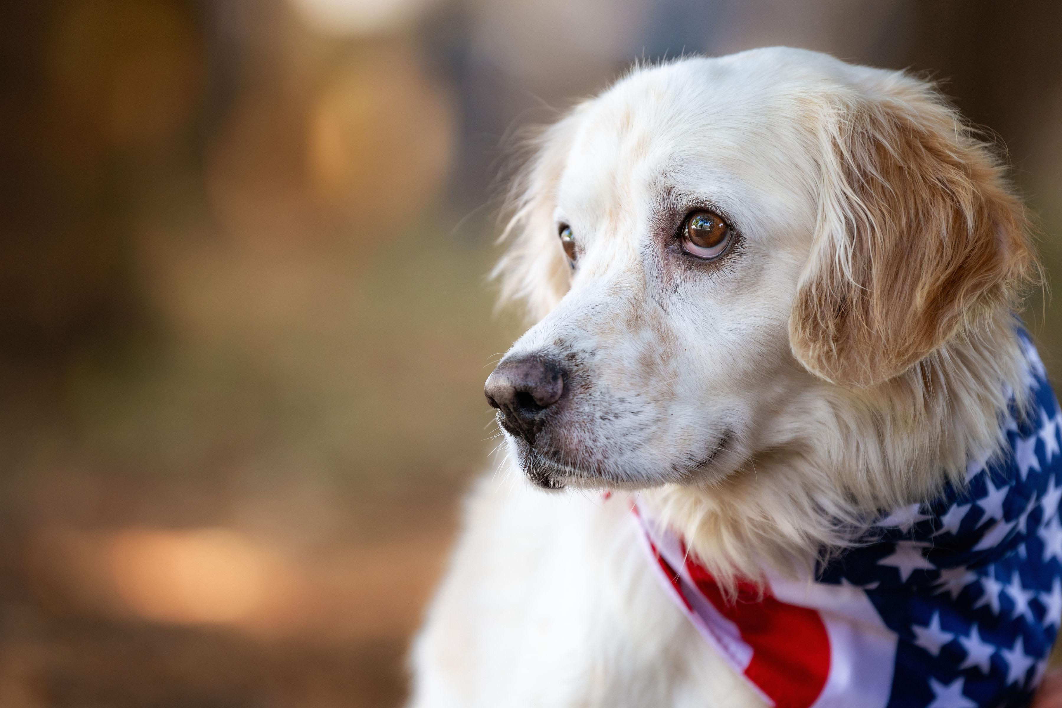 Dog for adoption - Harold, a Cocker Spaniel Mix in Santa Rosa, CA ...