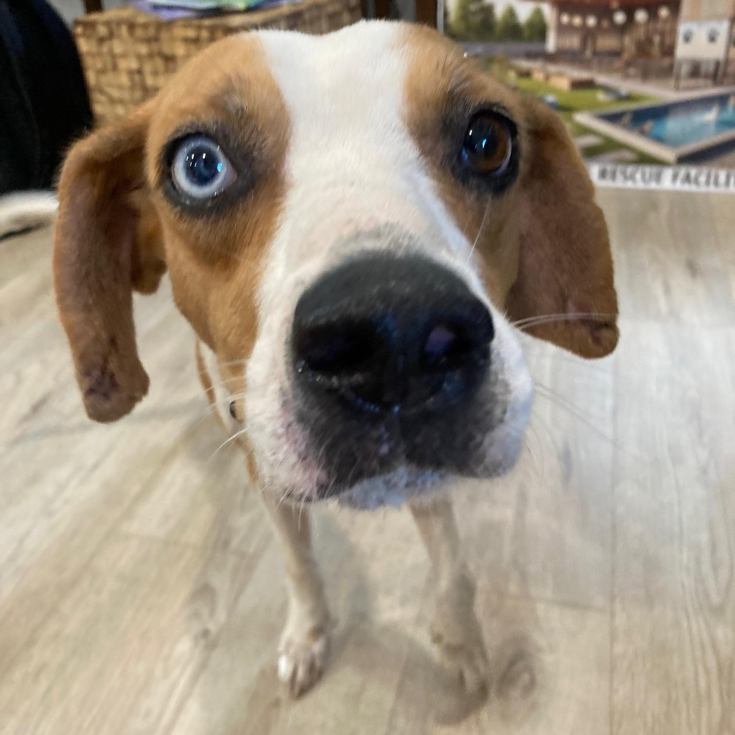 Dog for adoption - TILLY, a Coonhound Mix in Port Saint Lucie, FL ...
