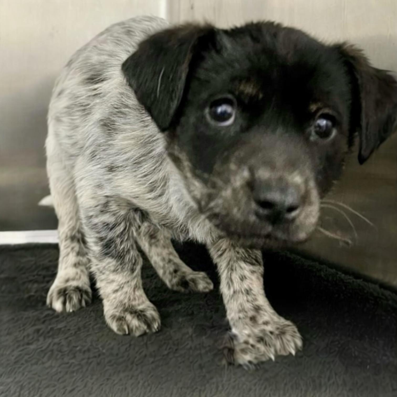 Dog for adoption - Adora, an Australian Cattle Dog / Blue Heeler Mix in ...