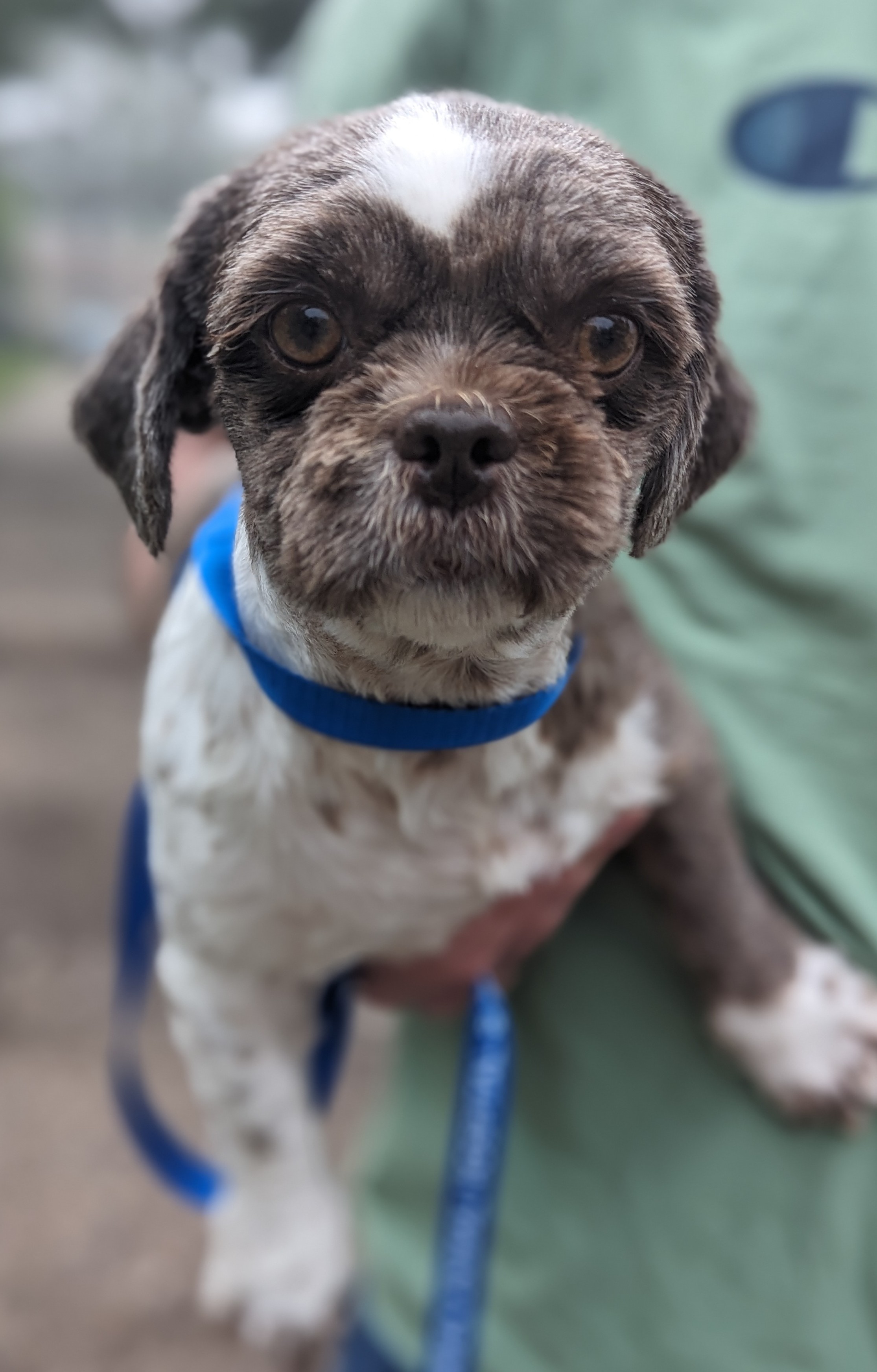 Adopt a Small Dog | Tiny Paws Rescue & Shelter Spring TX