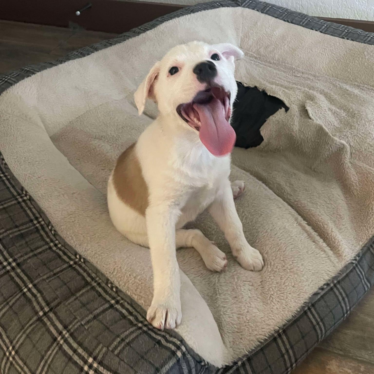 Dog for adoption - Tweety, a Labrador Retriever in Austin, TX | Petfinder