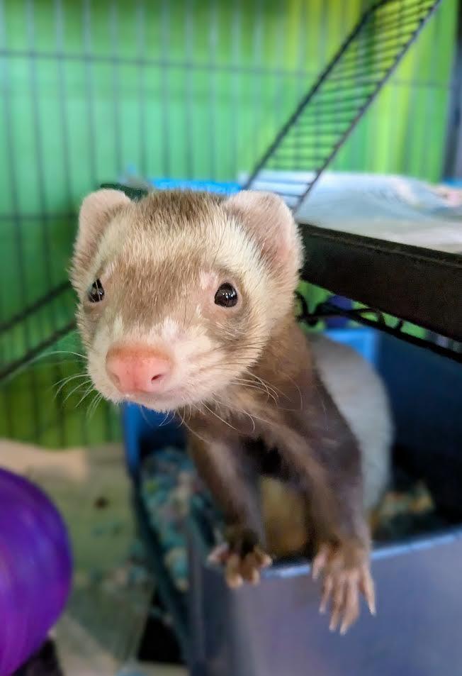Ferret for adoption - Link and Gannon, a Ferret in Bellingham, WA ...