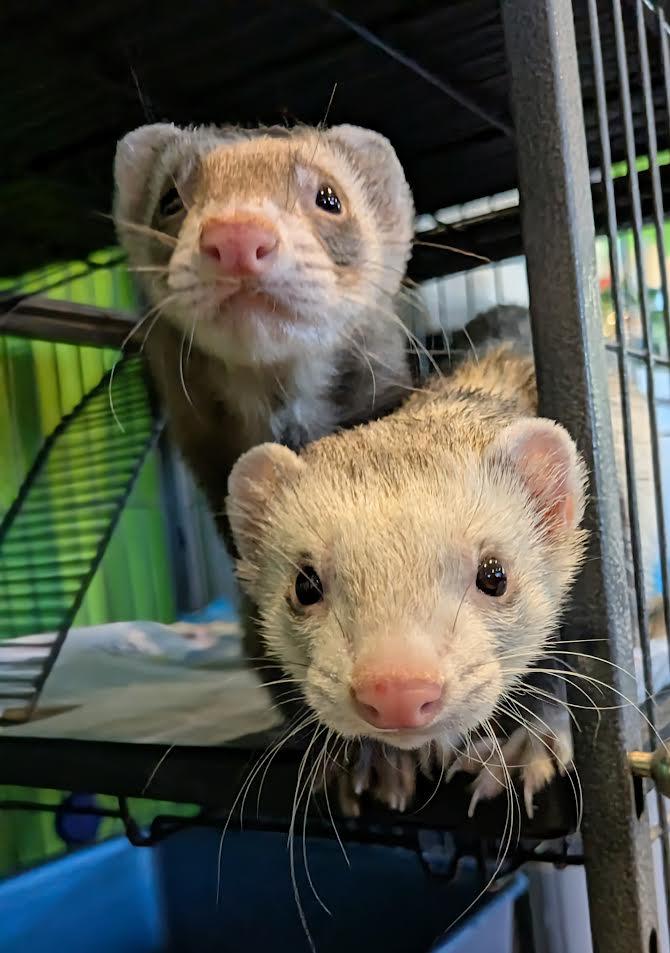 Ferret for adoption - Link and Gannon, a Ferret in Bellingham, WA ...