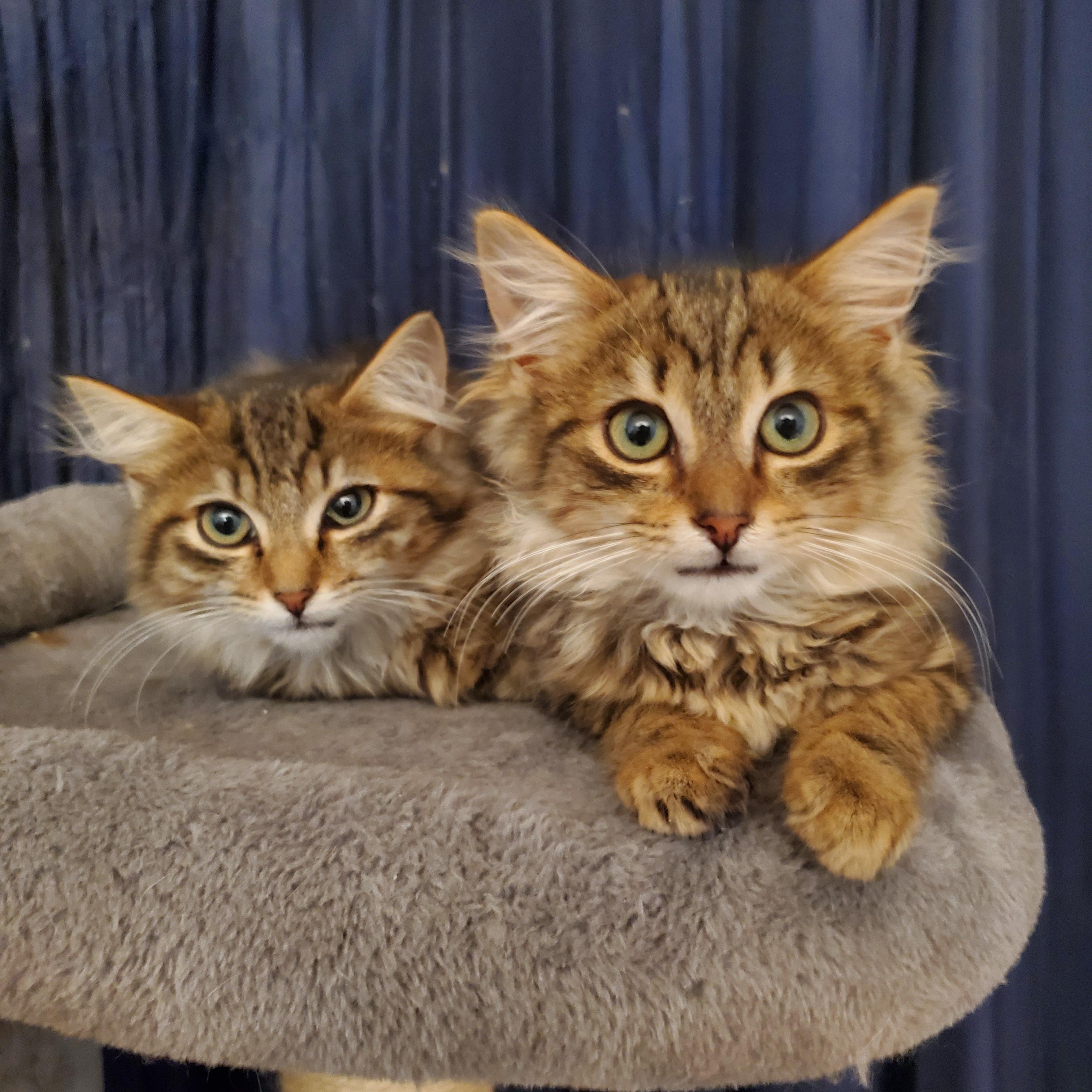 Cat for adoption - Zig & Zag, a Domestic Long Hair Mix in Bridgeport ...