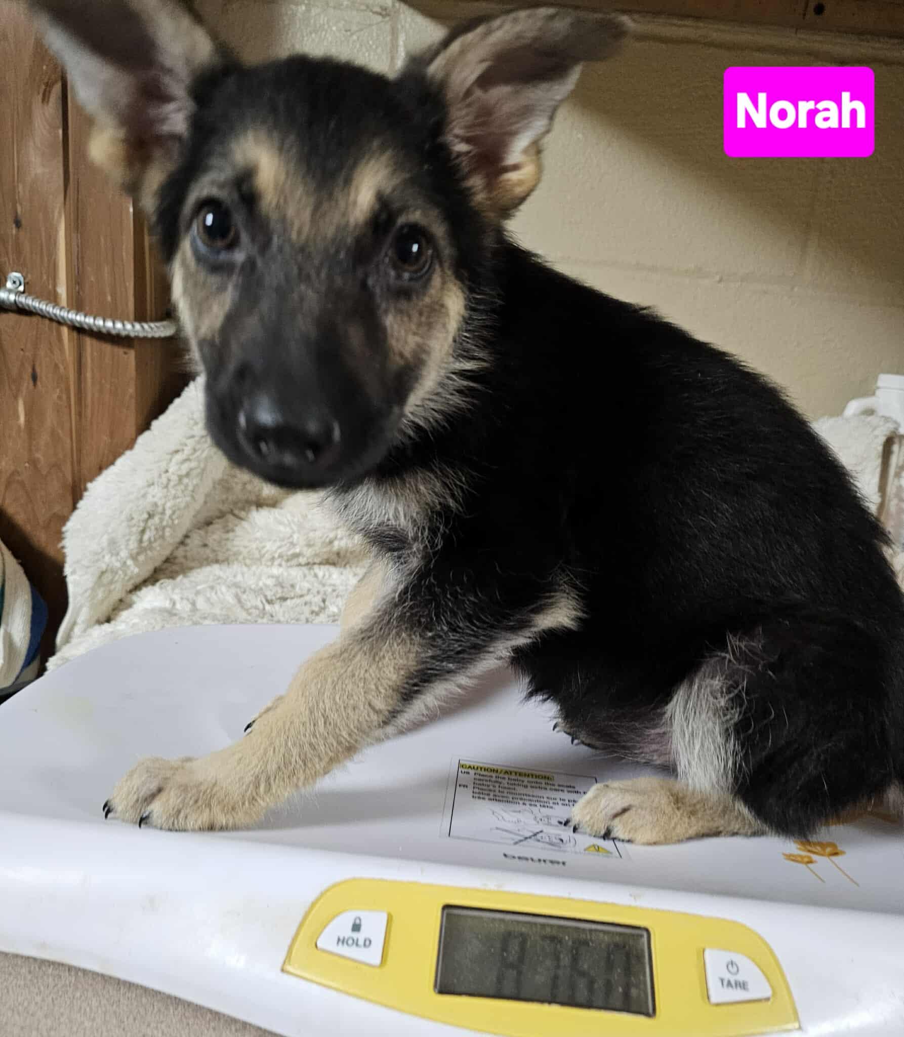 Dog for adoption - Norah Jones (11wk PUPPY), a German Shepherd Dog in ...