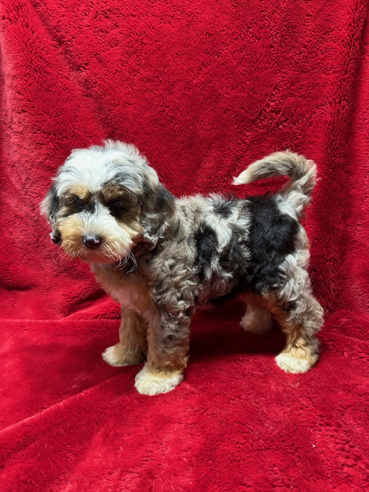 Dog for adoption - FLUFFERNUTTER SUNDAE, a Cockapoo in Rossford, OH ...
