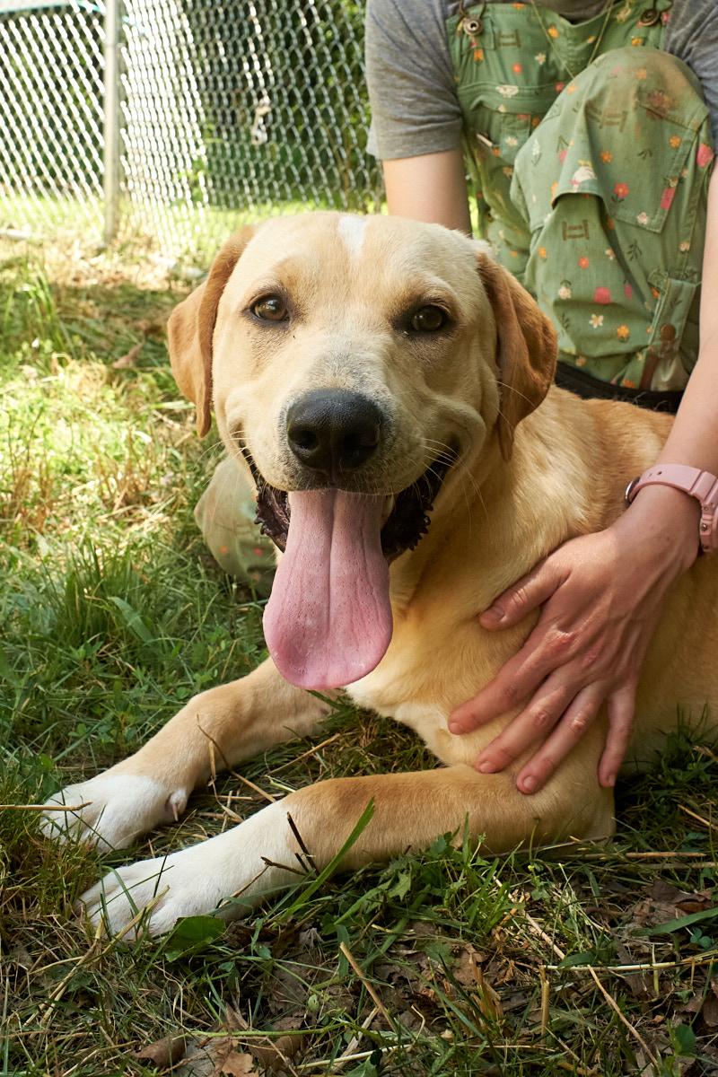 Dog for adoption - Boo-Boo, a Yellow Labrador Retriever Mix in Floyd ...