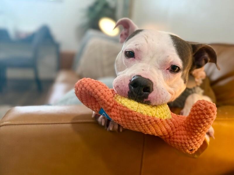 Dog for adoption - Adele all smiles, a Pit Bull Terrier & American ...