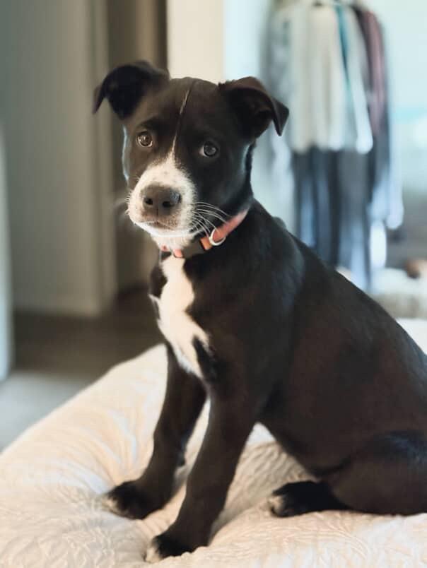 Dog for adoption - Wendy, a Border Collie Mix in Hayward, CA | Petfinder