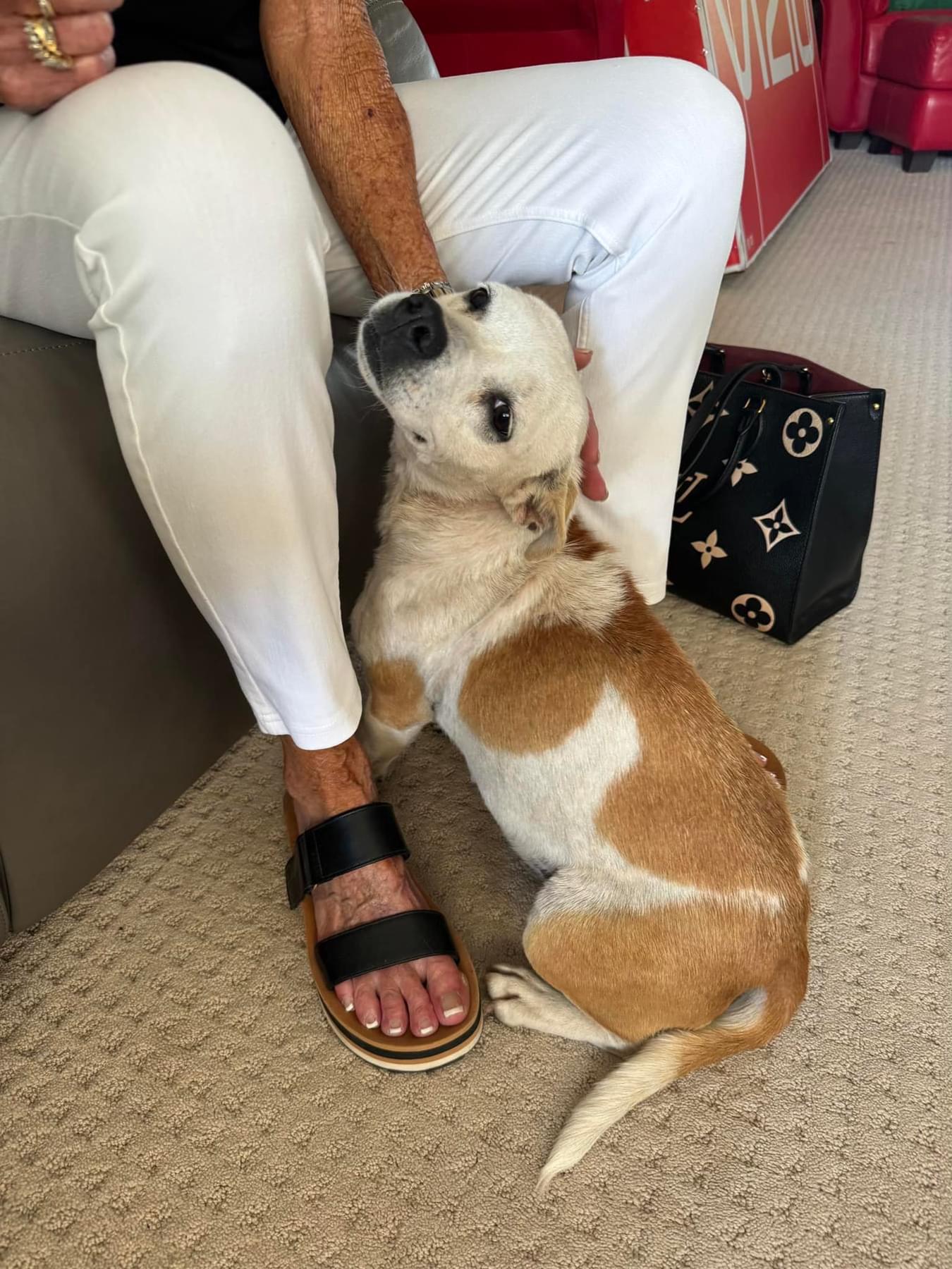 Dog for adoption - Coconut, a Jack Russell Terrier in Canyon, TX ...