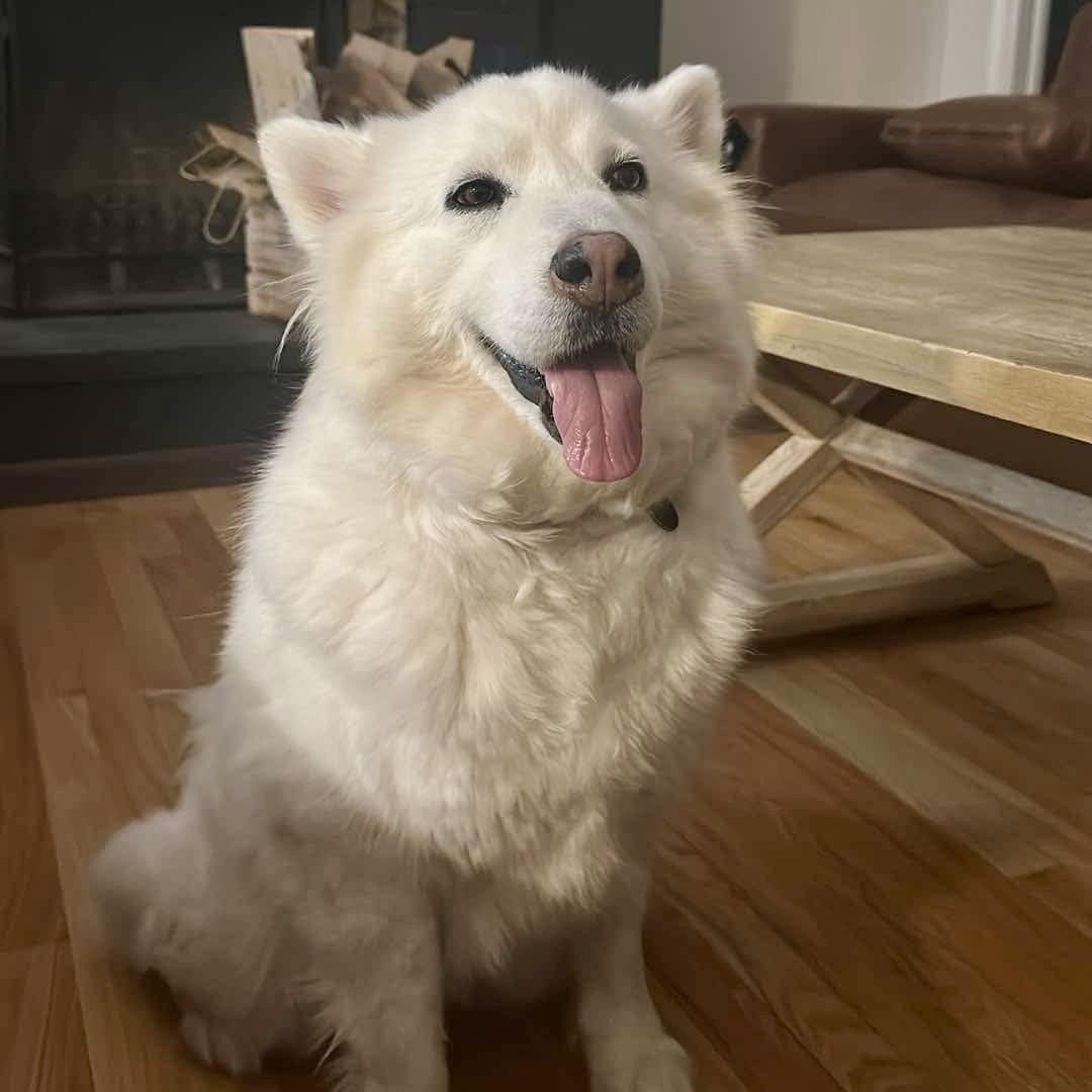 Dog for adoption - Leah, a White German Shepherd & Samoyed Mix in East ...