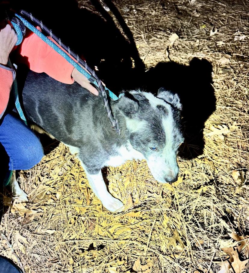 Dog for adoption - Waylon, a Mixed Breed in Roswell, GA | Petfinder