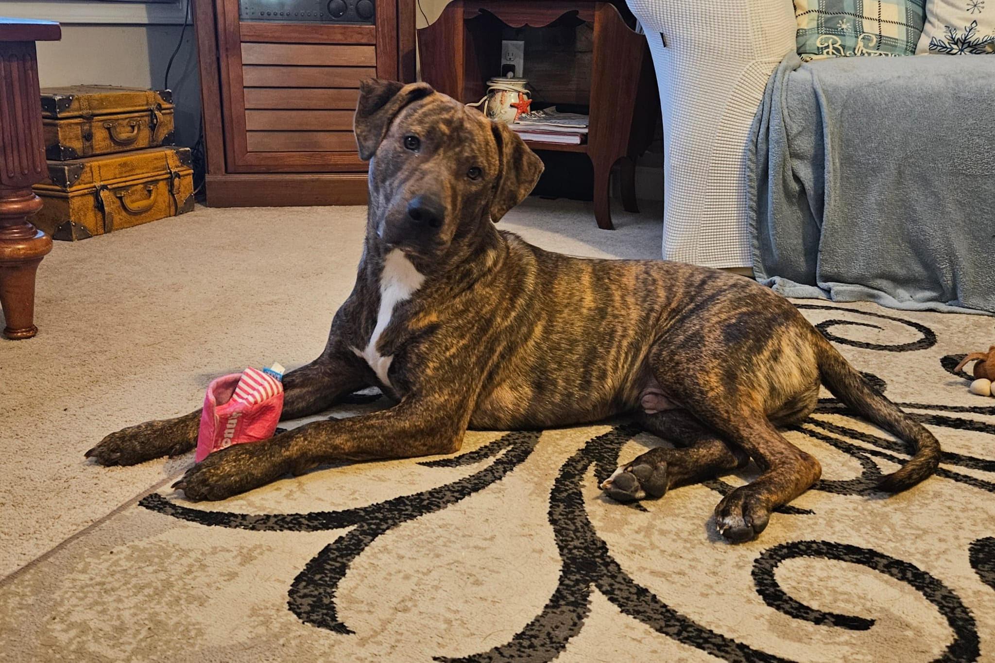 Dog for adoption - Mojo, a Hound Mix in Fayetteville, NC | Petfinder