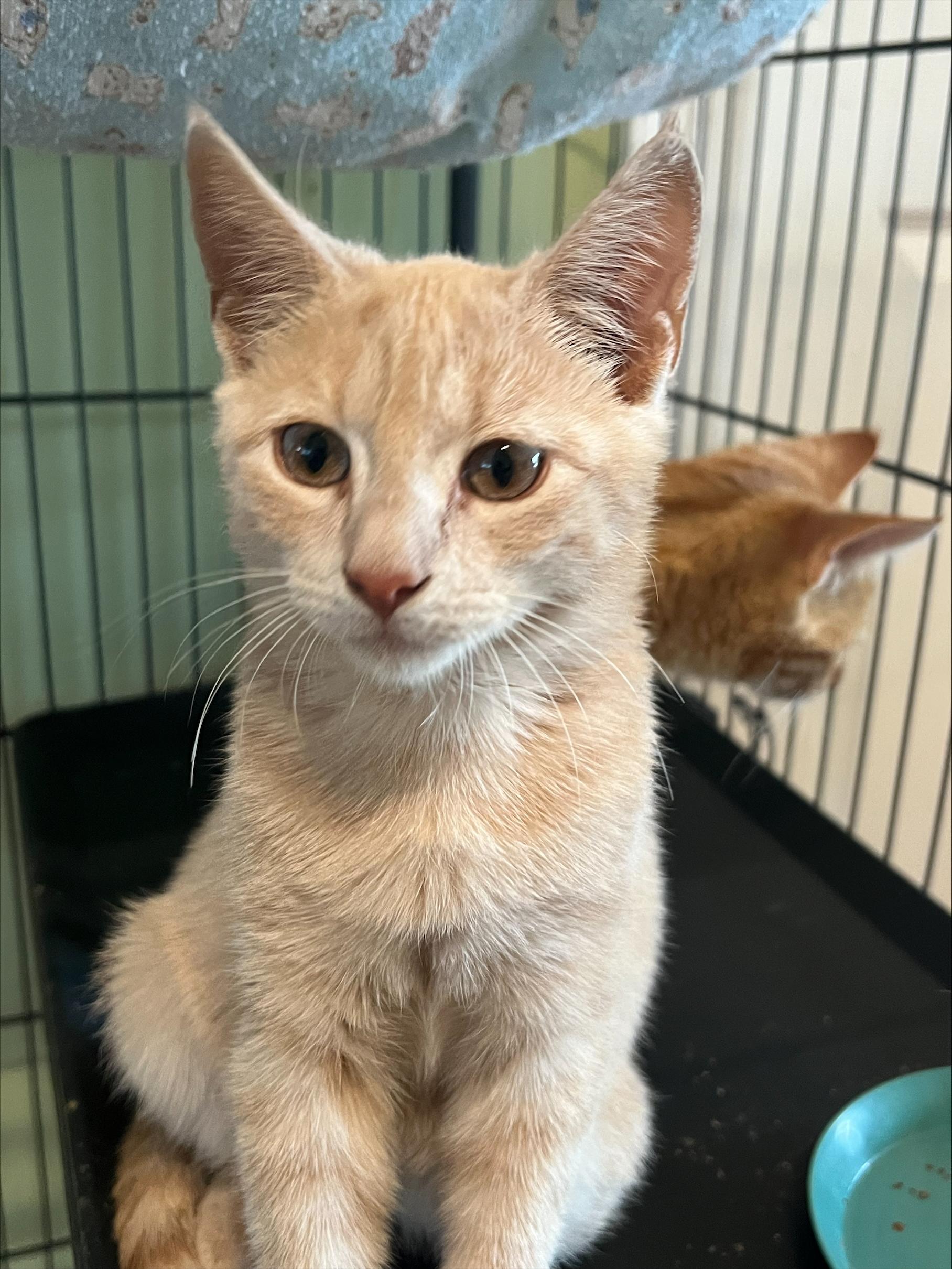 Cat for adoption - Fang (adorable buff kitten), a Domestic Short Hair ...