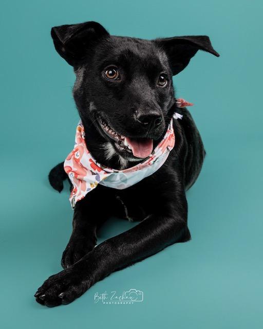 Dog for adoption - Tux, a Labrador Retriever Mix in Ann Arbor, MI ...