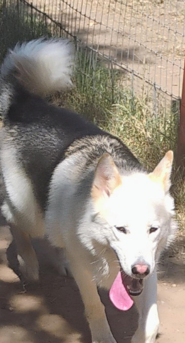 Dog for adoption - CHAZ, a German Shepherd Dog & Husky Mix in Saint Jo ...