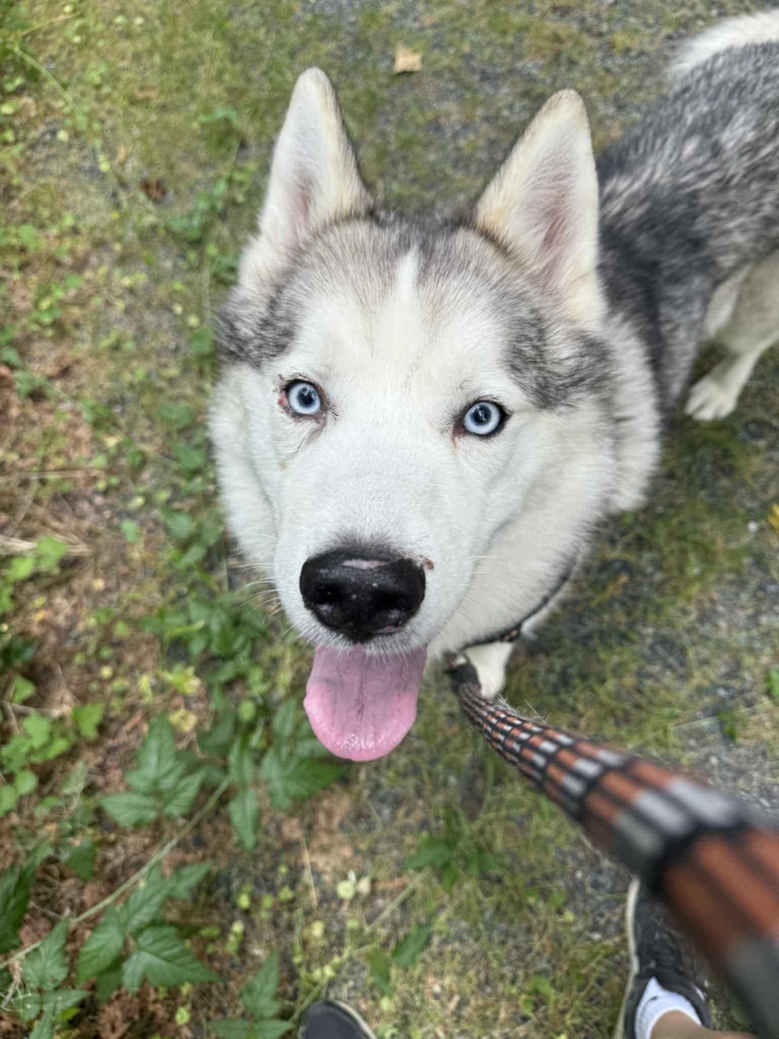 Dog for adoption - Snowcone, a Siberian Husky in Burnaby, BC | Petfinder