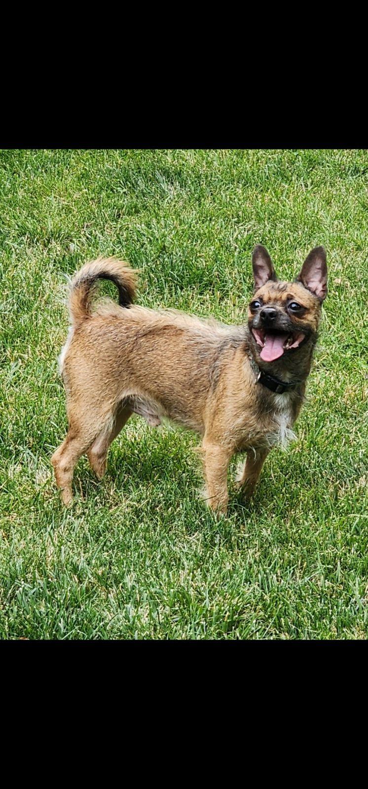 Available Dogs - The A.R.K - Animal Recycling Kennel
