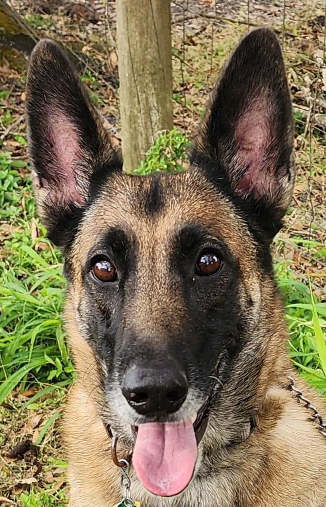 Dog for adoption - Nala, a Belgian Shepherd / Malinois in Lorida, FL ...