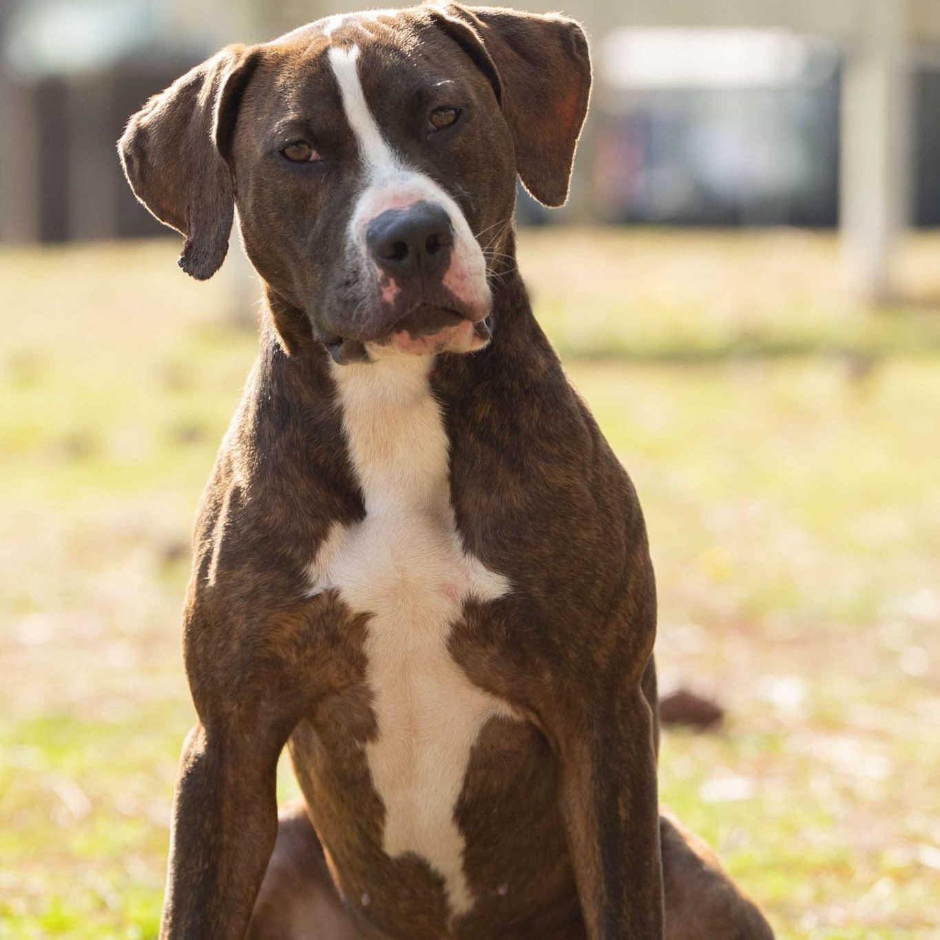 Dog for adoption - Chicken, a Mixed Breed in Myrtle Beach, SC | Petfinder