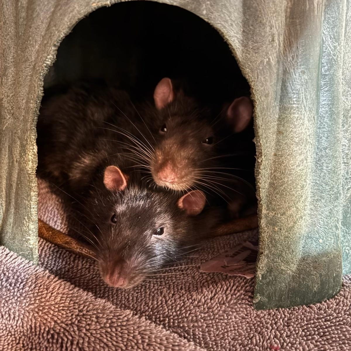 Rat for adoption - Goose, Merlin, and Skit, a Rat in Phoenix, AZ ...