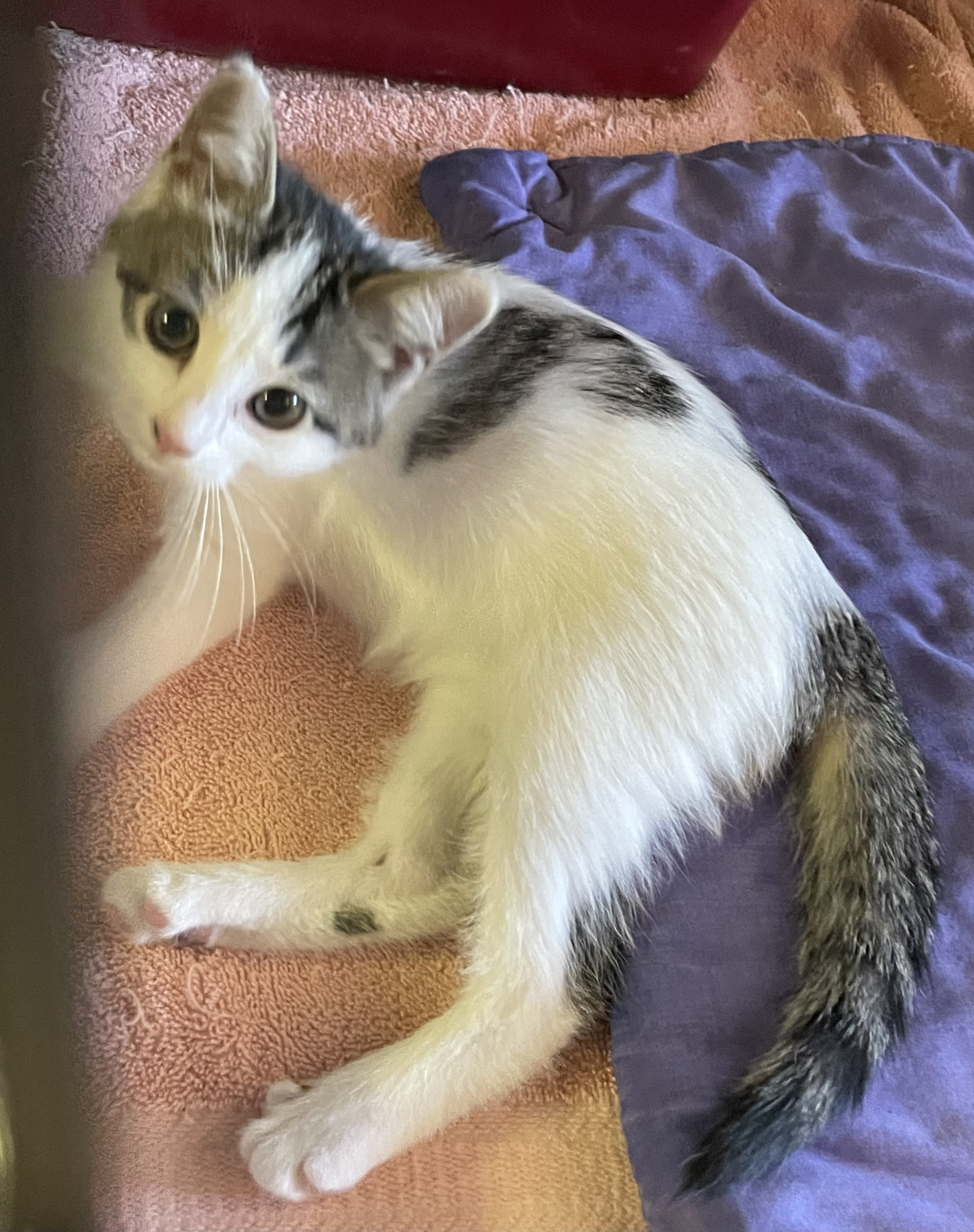 Available Cats - The A.R.K - Animal Recycling Kennel