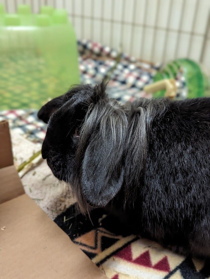 Rabbit for adoption - Velvet, a Lionhead in Coquitlam, BC | Petfinder