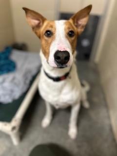 Dog for adoption - Dingus, a Bull Terrier & Jack Russell Terrier Mix in ...