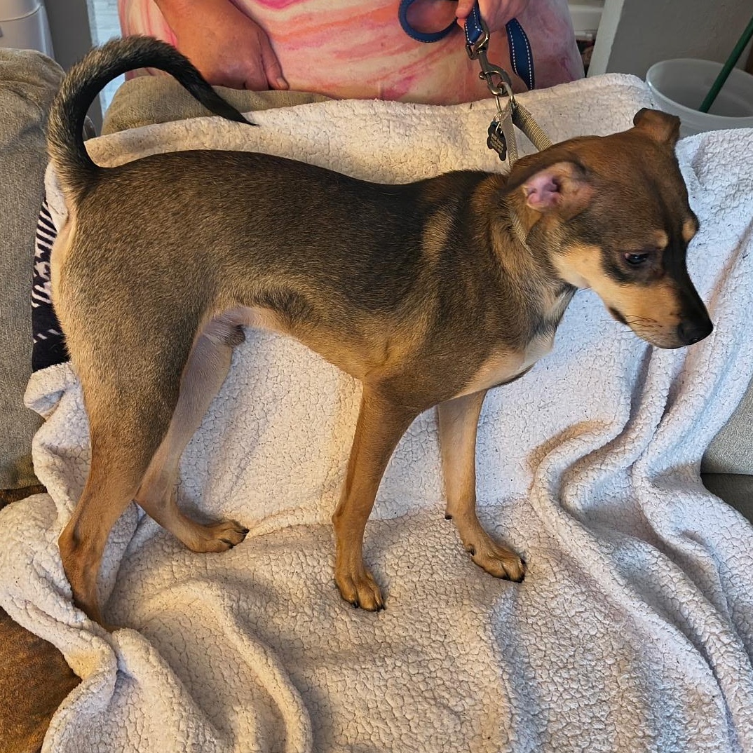 Dog for adoption - John Boy, a Mixed Breed in Providence, RI | Petfinder