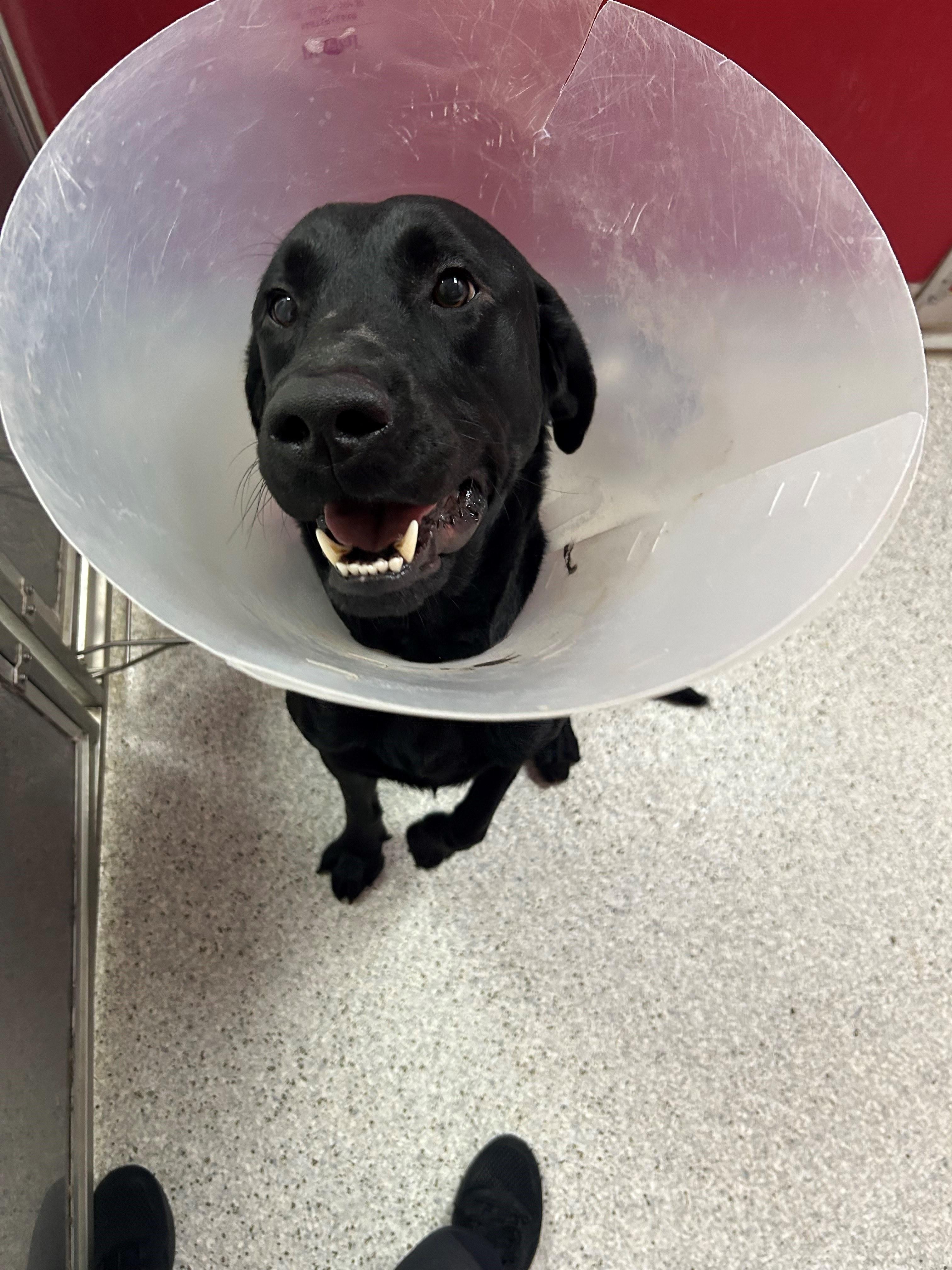 Dog for adoption - Jordan, a Labrador Retriever in Lake Havasu City, AZ ...