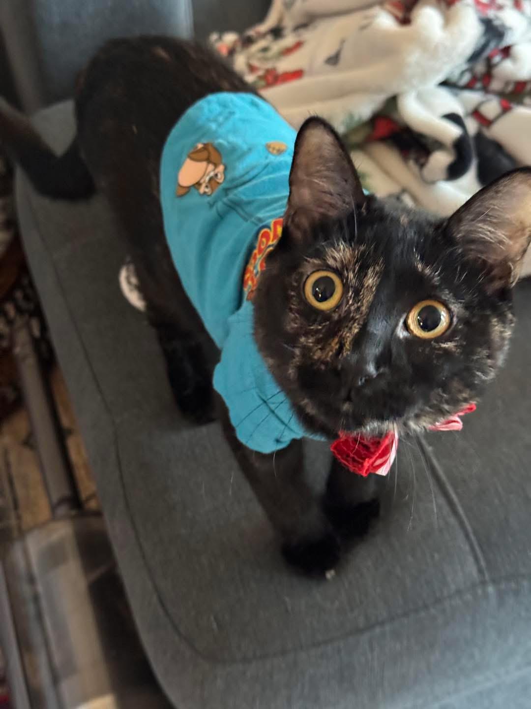 Cat for adoption - Bippity, a Domestic Short Hair in Seattle, WA ...