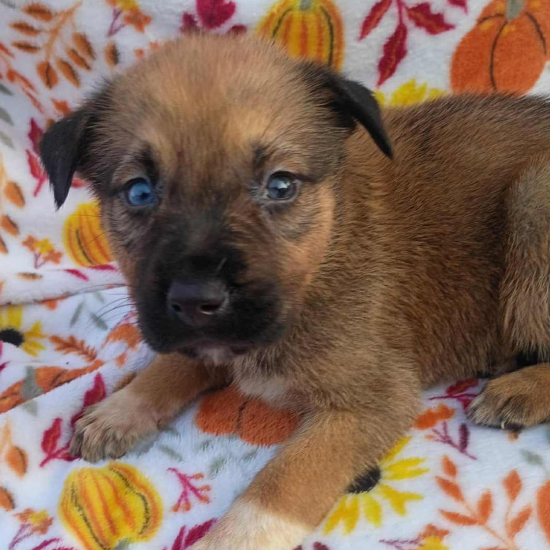 Dog for adoption - Octavia, a German Shepherd Dog & Labrador Retriever Mix in Madison, WI ...