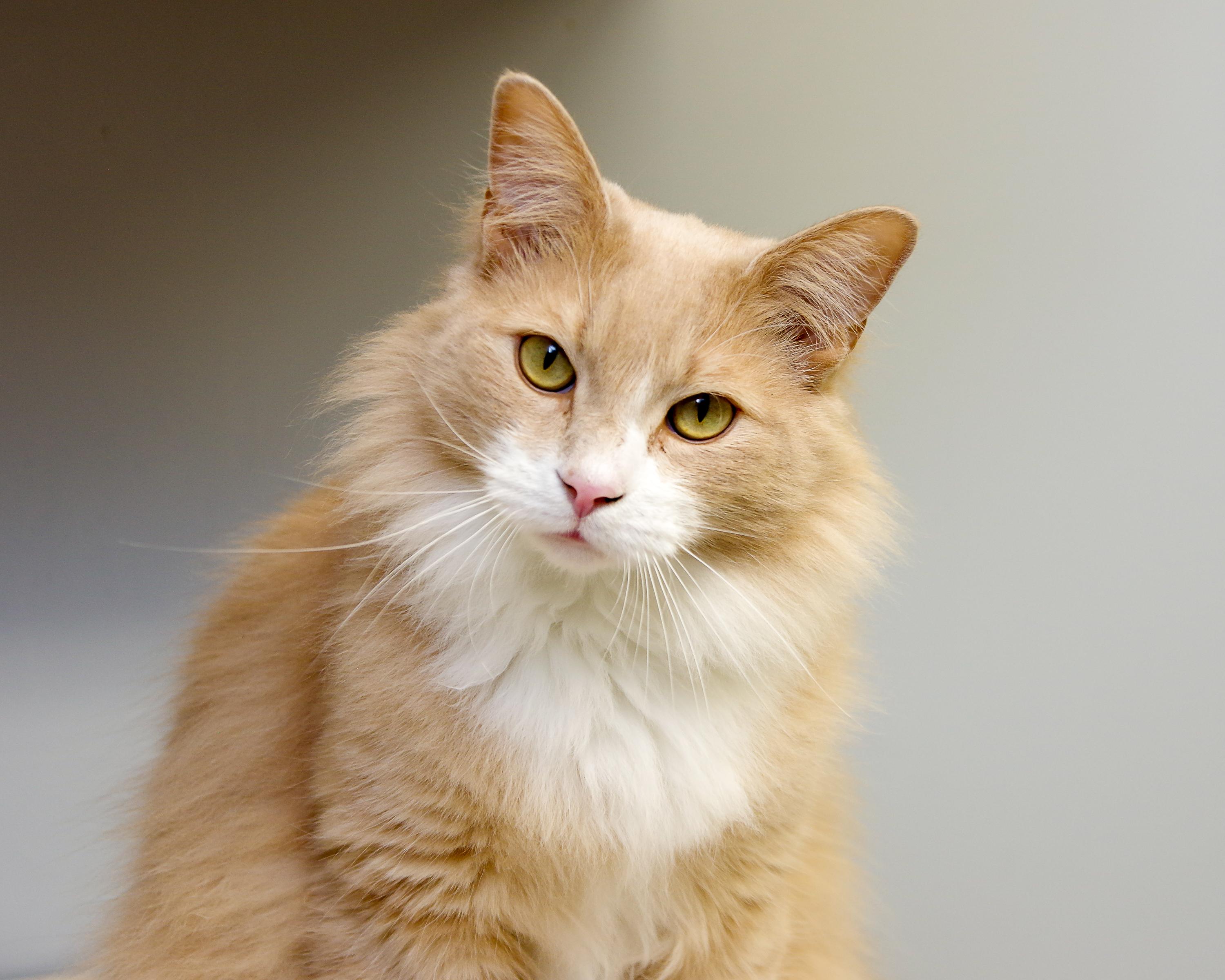 Alfredo - Adoptable Pet | Petfinder | Petfinder