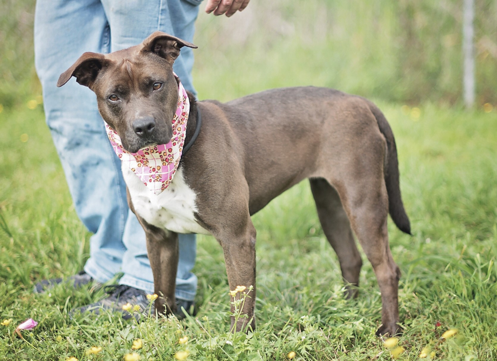 Dog for adoption - Flower, an American Staffordshire Terrier in ...